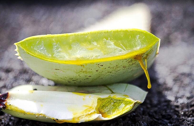 Aloina w aloesie. Co to jest aloina?